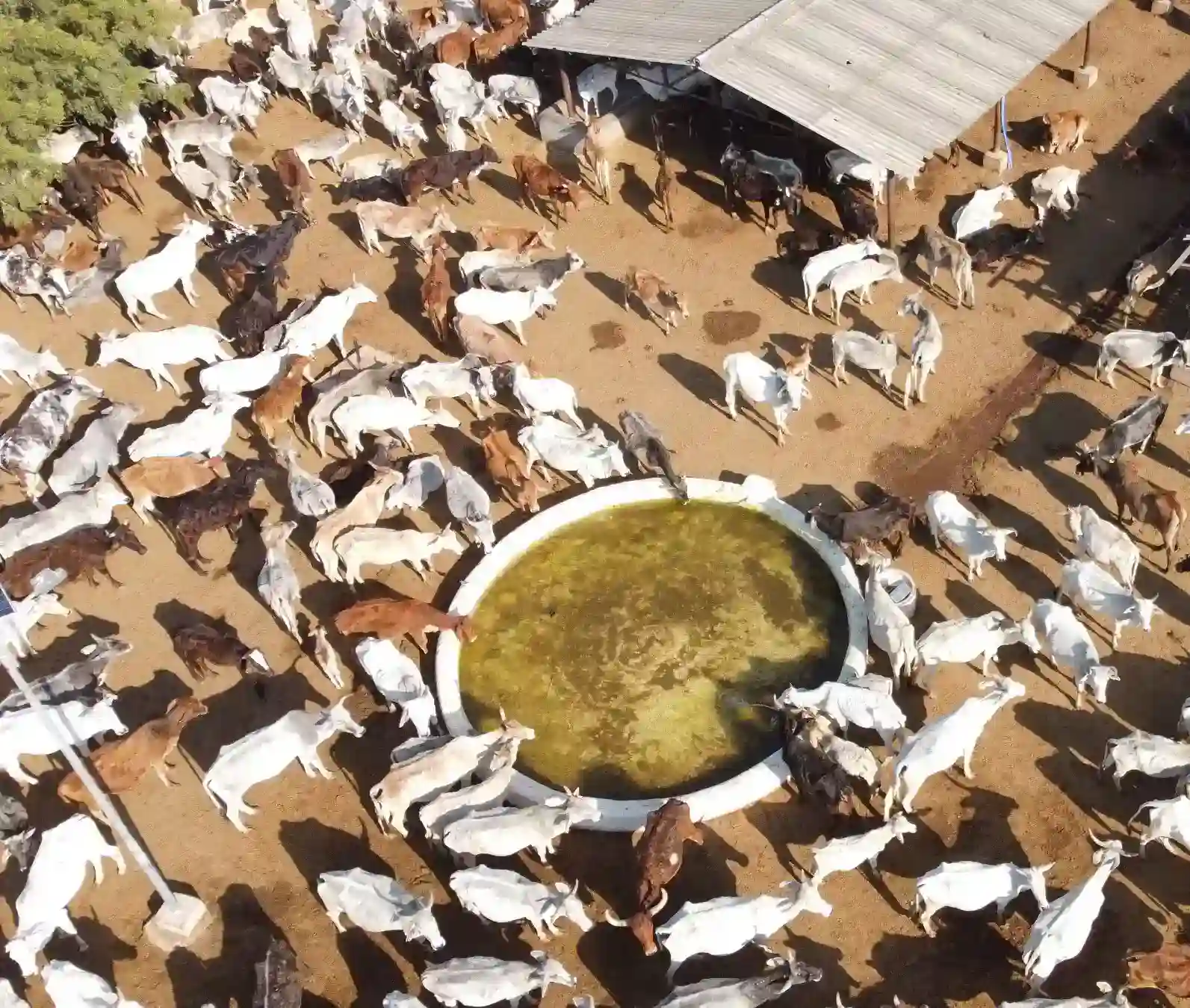 Gaushala Donation – Serve Sacred Cows | Donate for Gaushala